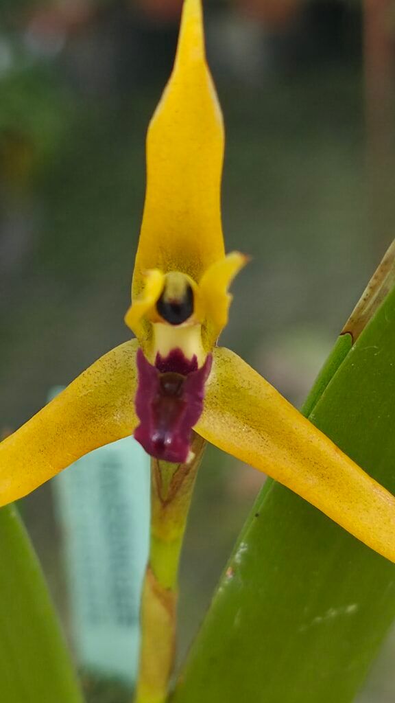 Maxillaria nasuta - Tropical Orchids Portugal