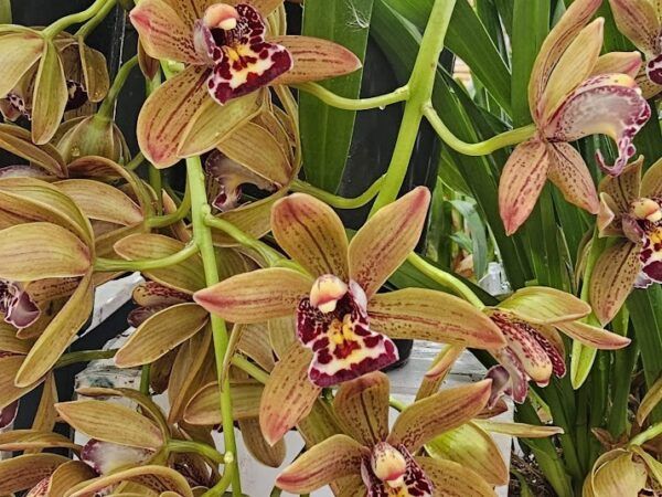 Cymbidium Cascade - Tropical Orchids Portugal