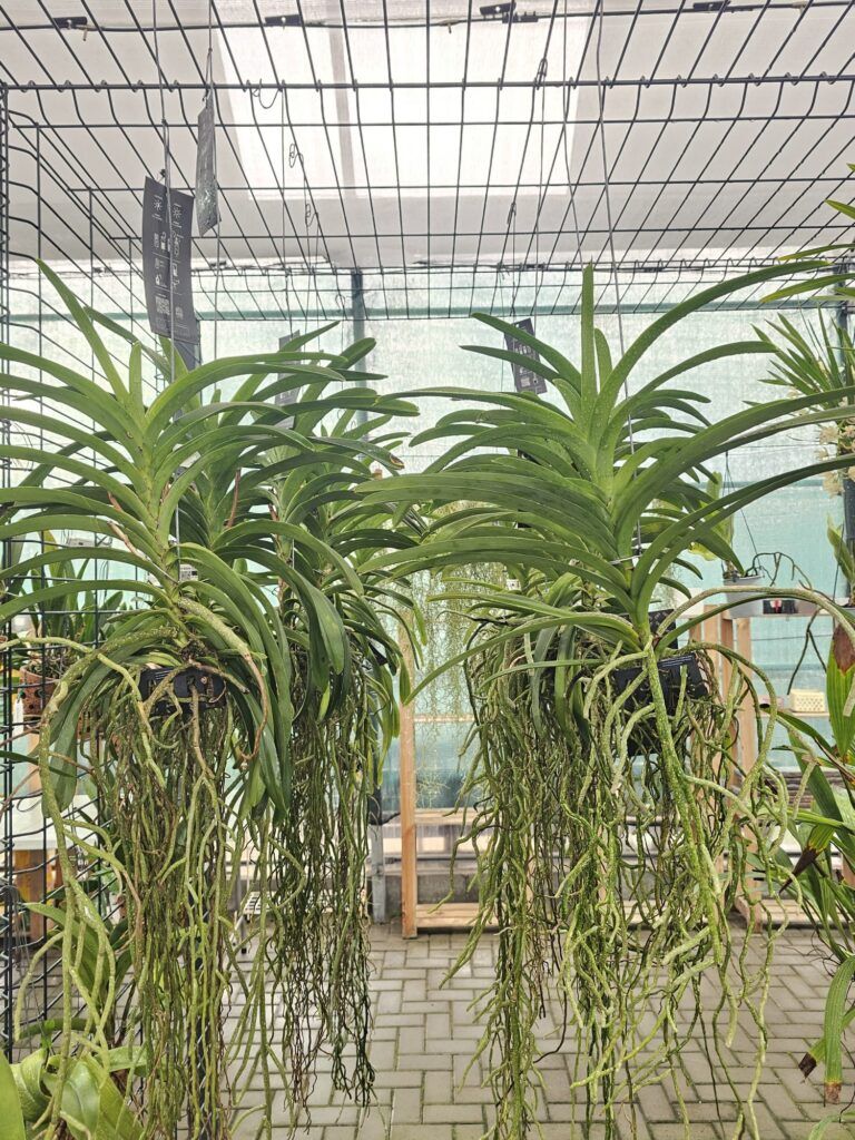 Vanda Hibrida - Tropical Orchids Portugal