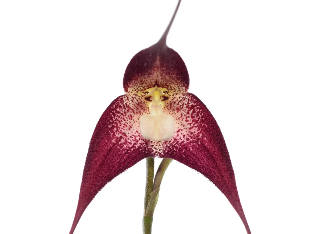 Dracula polyphemus - Tropical Orchids Portugal